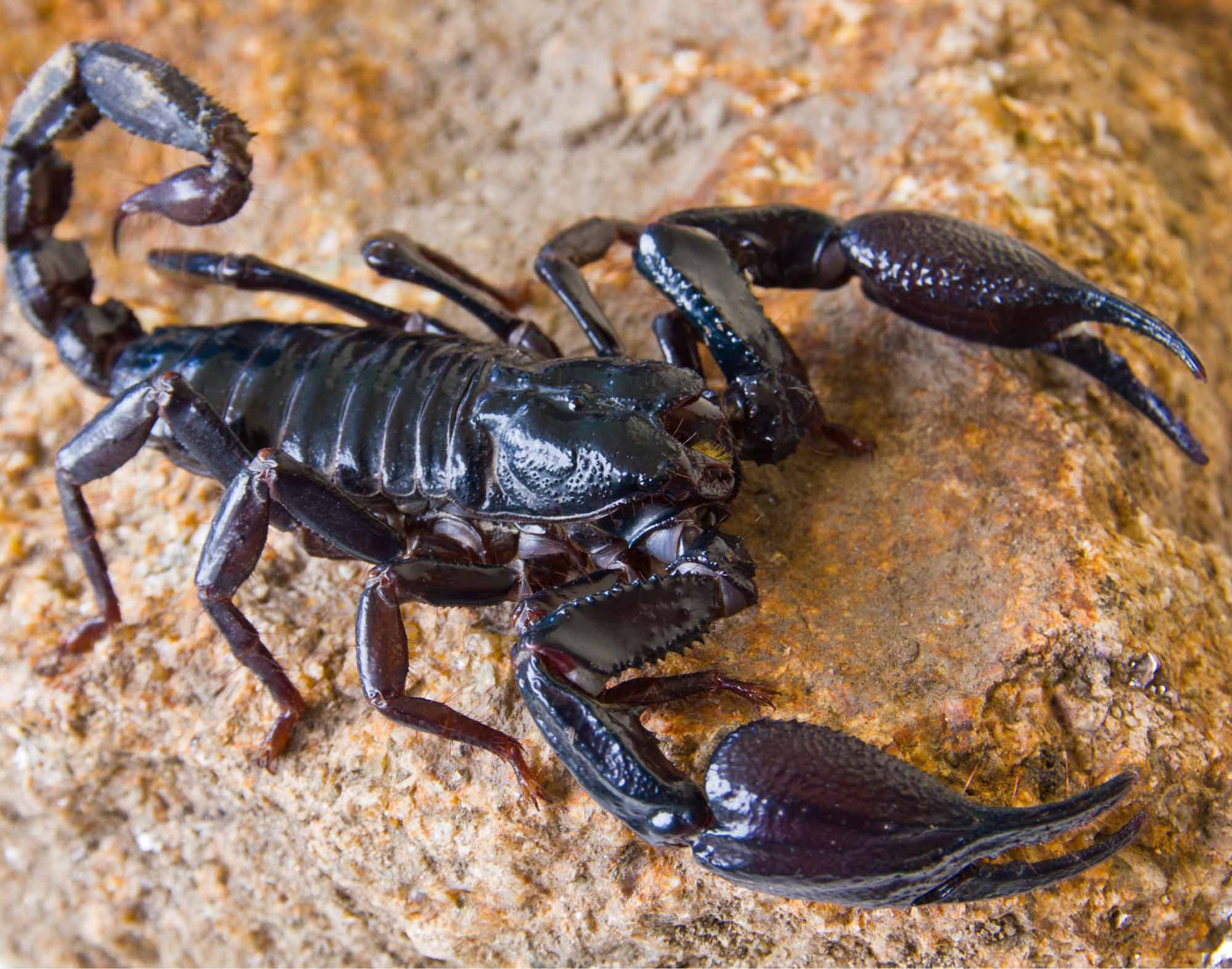 SKORPIONS horoskopa zīmes personības raksturojums – Kremi