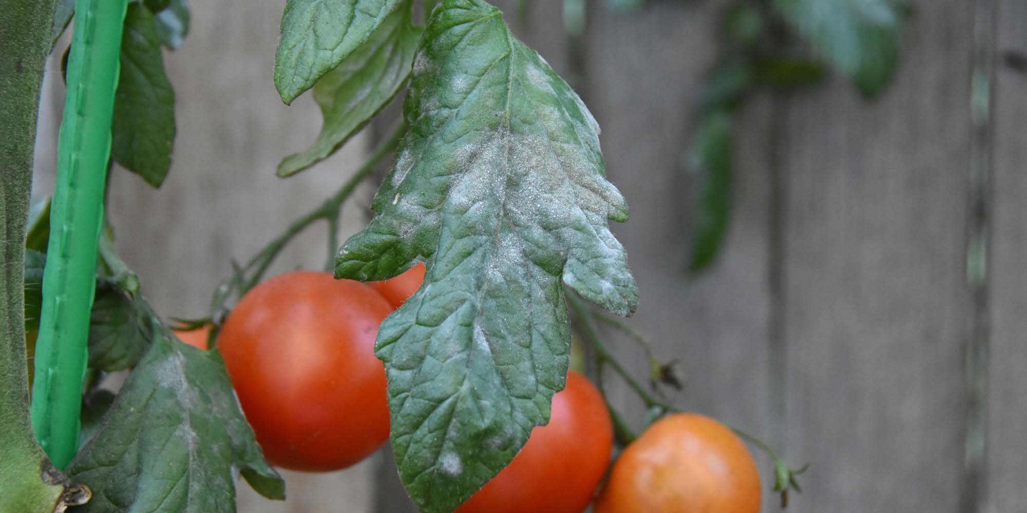 Tomātu lapas paliek baltas – kāds tam ir iemesls un kā risināt? – Kremi