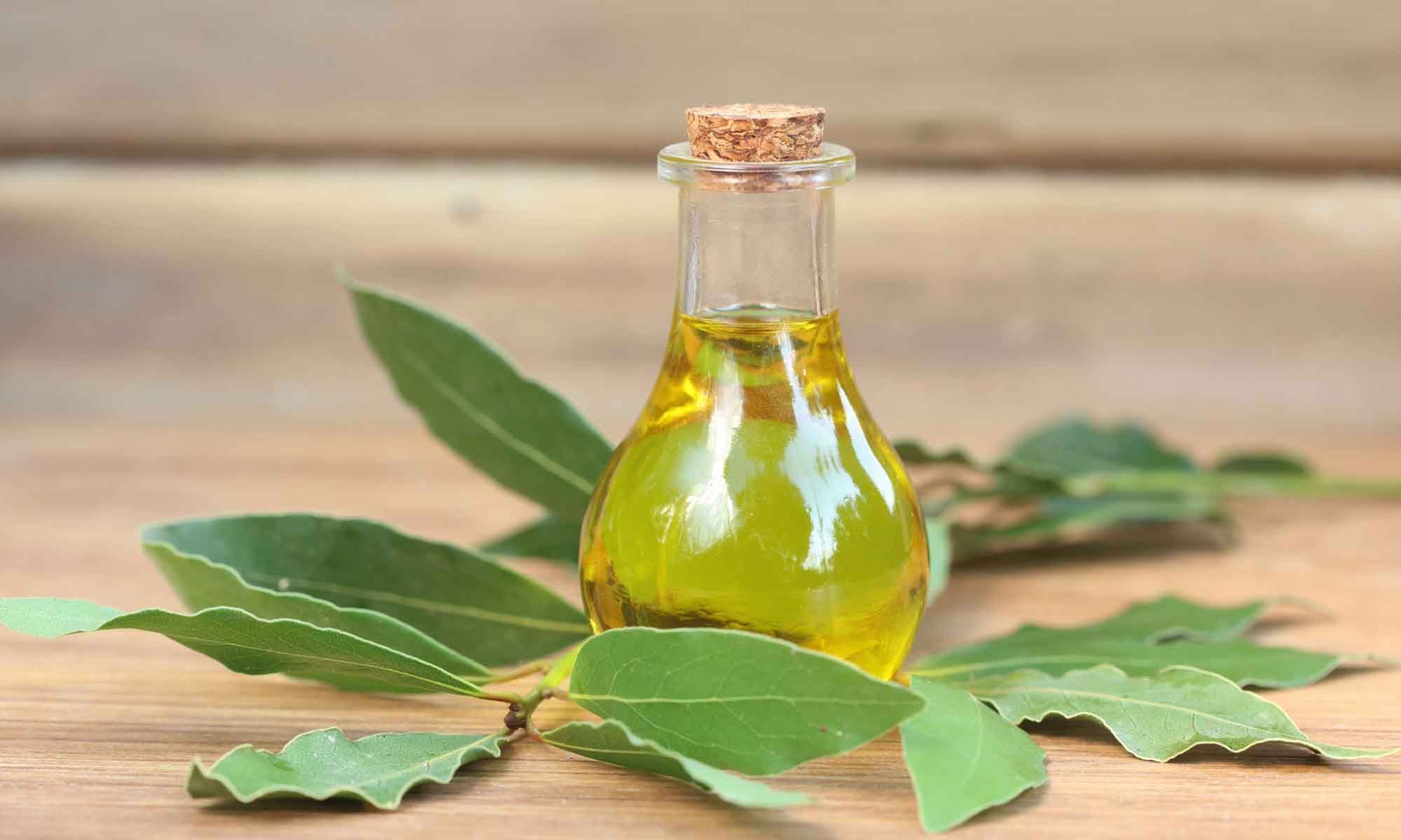 Lauru lapu eļļa dabīgs veids kā veicināt matu augšanu un atveseļošanu ...